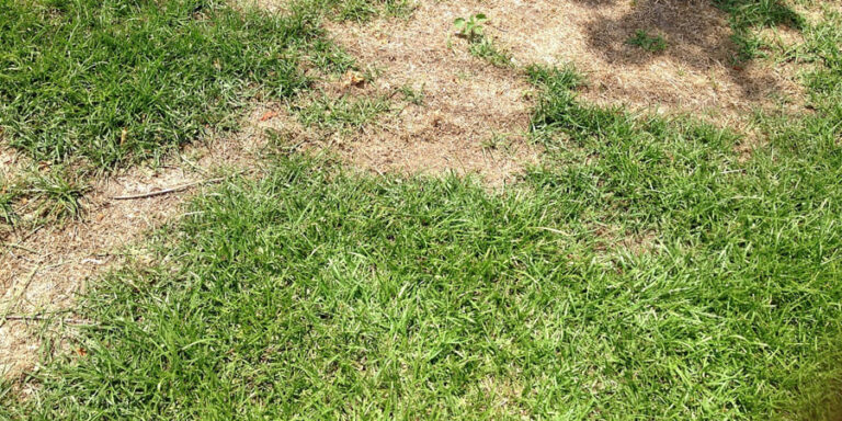 Reviving Your Lawn: Unraveling the Mystery of Dead Grass Over Your ...